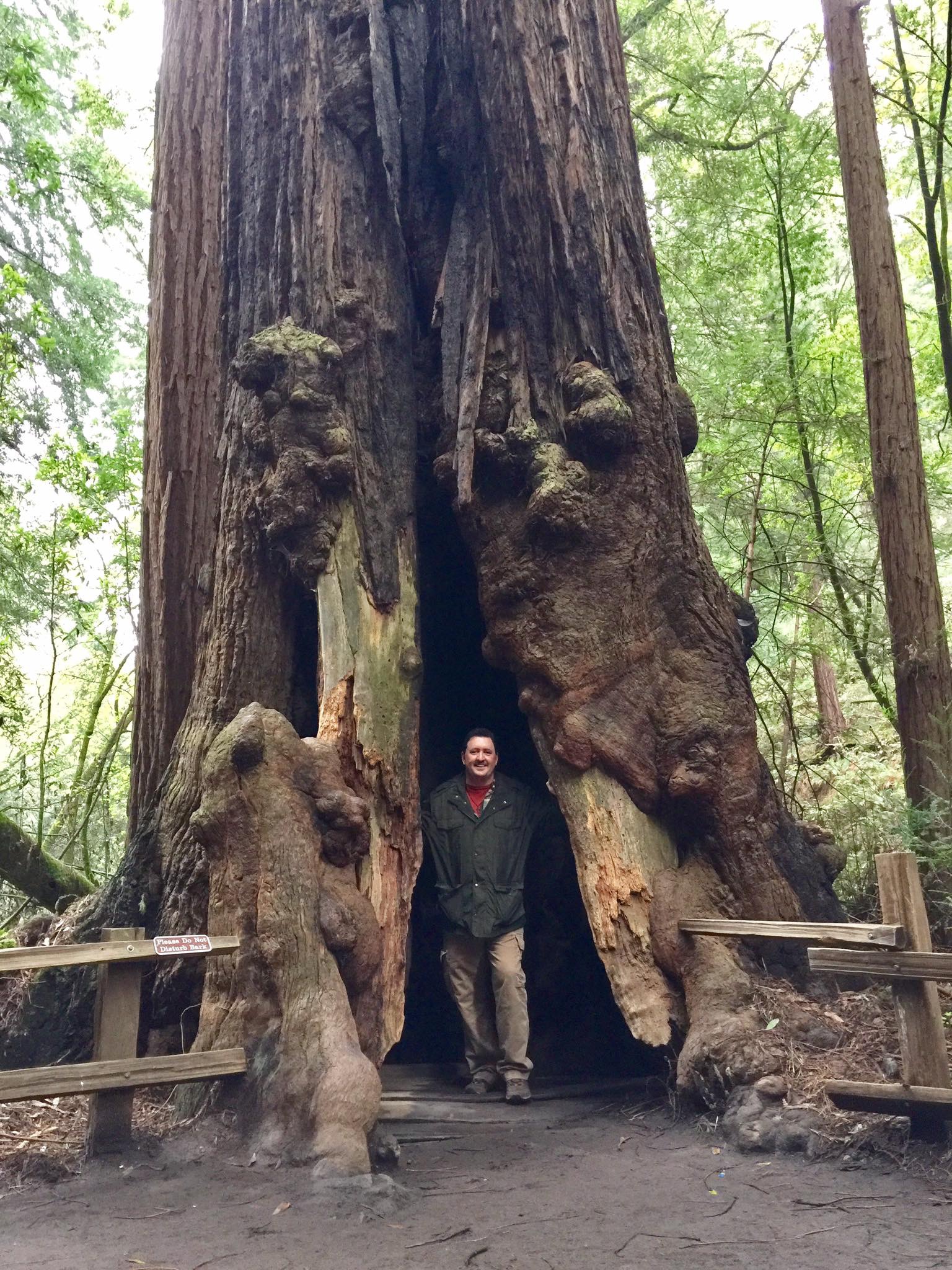 How to Find Promised Peace | The Oak Tree Devotional